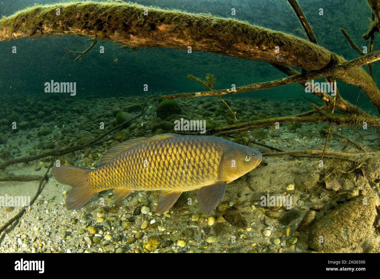 Common carp, (Cyprinus carpio), river Ticino, Lombardy, Italy Stock ...