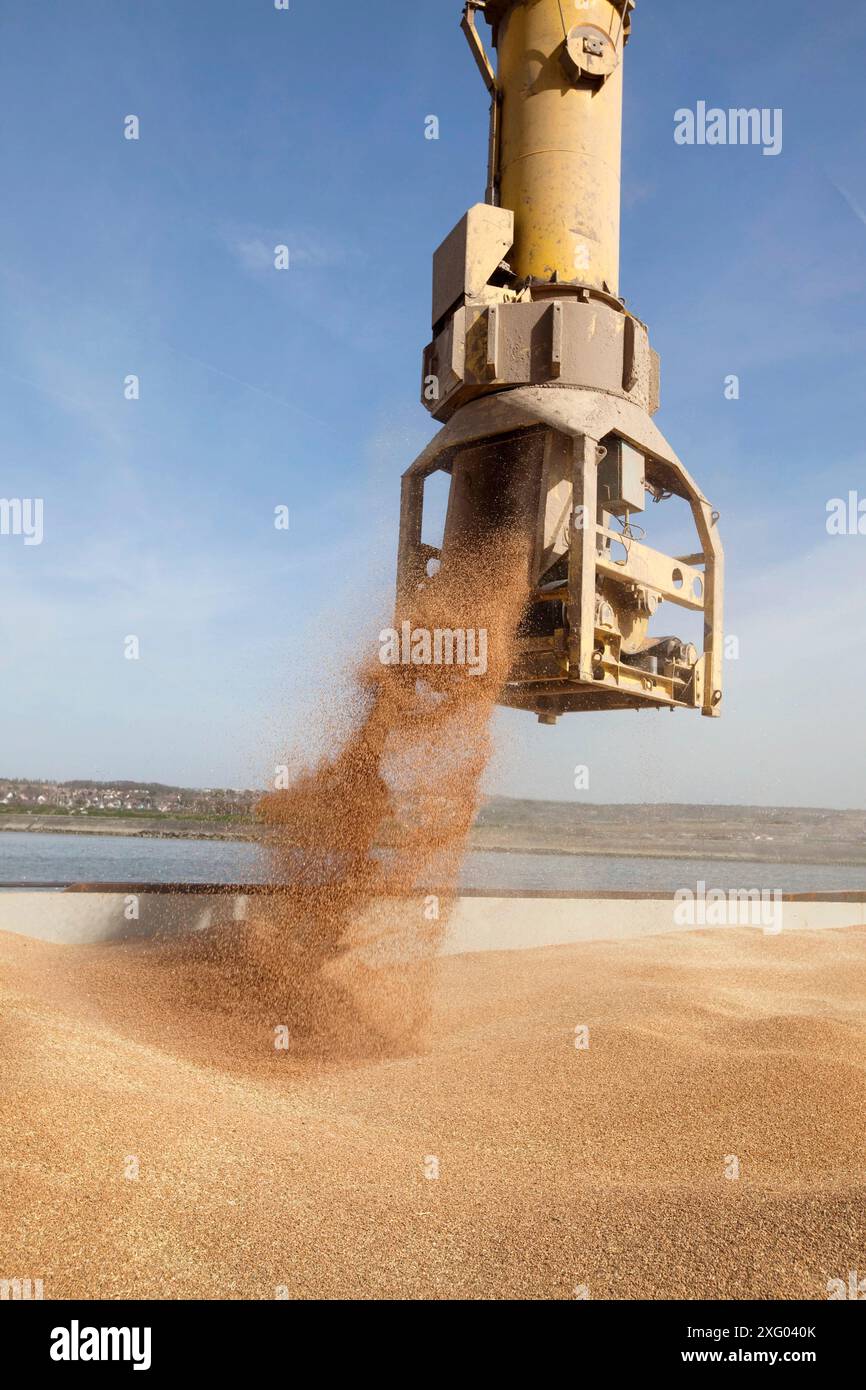Loading wheat from a cargo ship, grain port, port of Rouen, Normandy ...