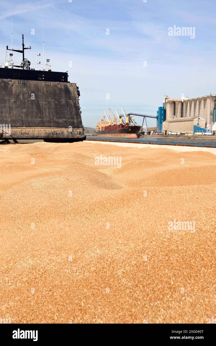 Loading wheat from a cargo ship, grain port, port of Rouen, Normandy ...