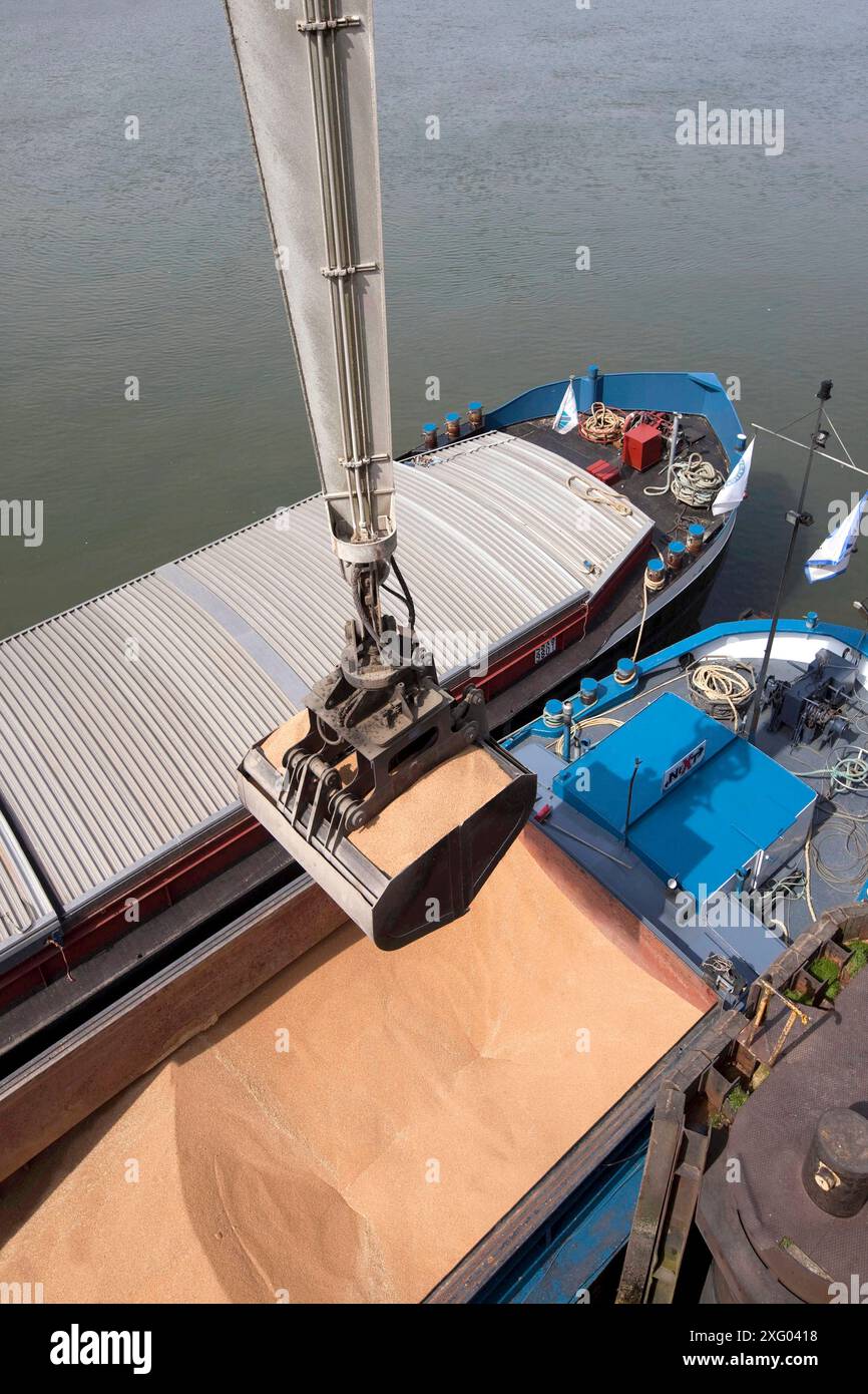 Loading wheat from a cargo ship, grain port, port of Rouen, Normandy ...
