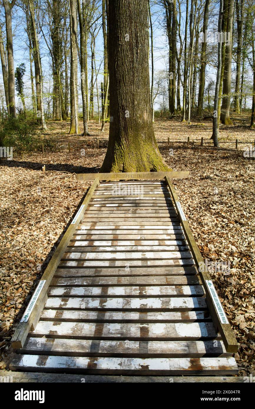 Protective pontoon in front of Le Pilier, the tallest remarkable oak ...