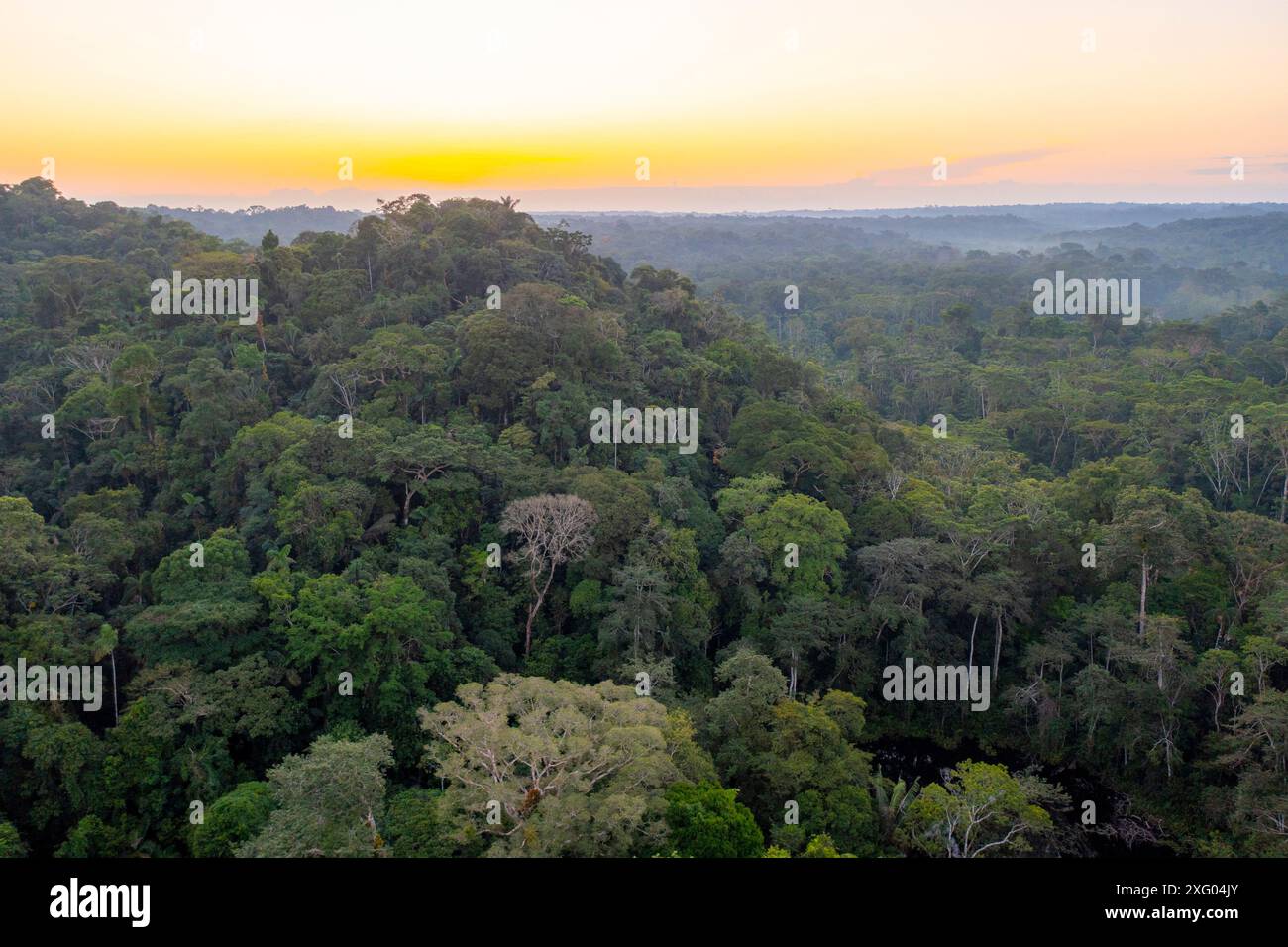 Equatorial forest canopy, Yasuni Park, Ecuador Stock Photo - Alamy