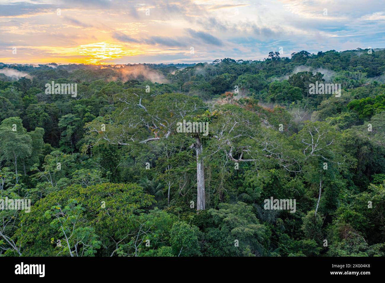 Equatorial forest canopy, Yasuni Park, Ecuador Stock Photo - Alamy