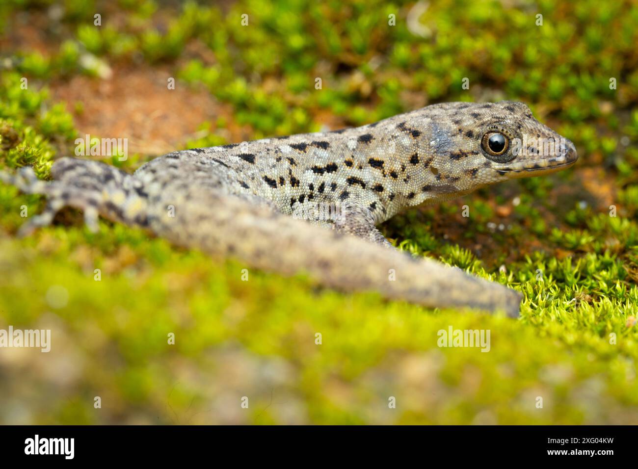 Female Striped dwarf gecko (Gonatodes vittatus), Remire Montjoly ...