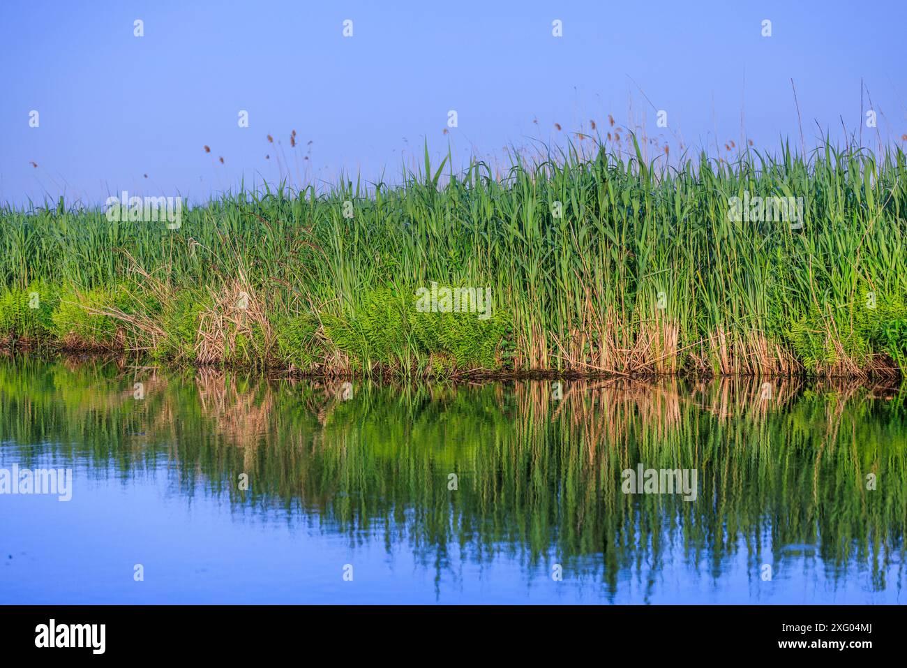 Floating plant island on a pond in the Danube delta, Romania Stock ...