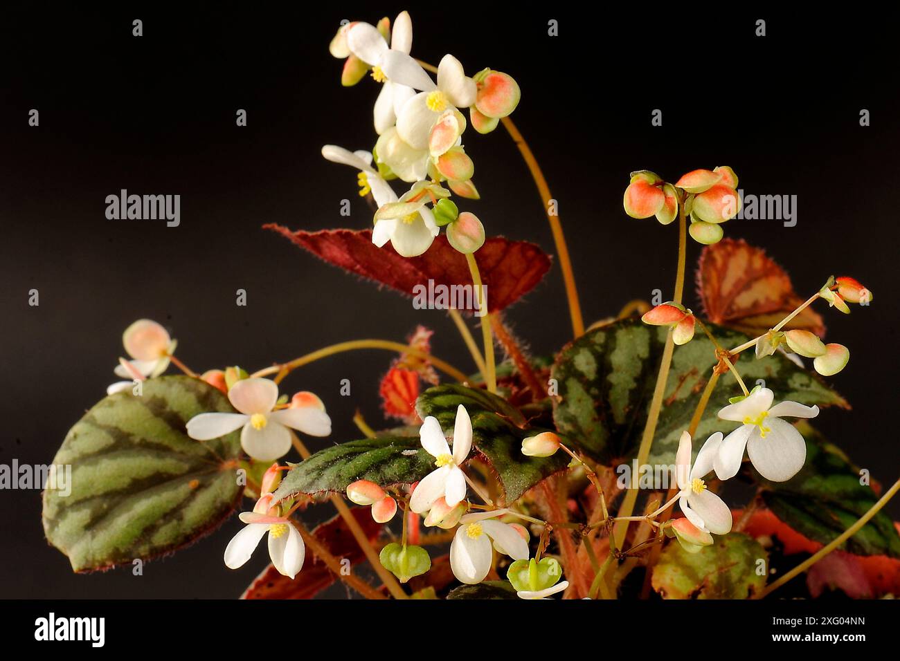 Begonia luzonensis native to Luzon Island in the Philippines and ...