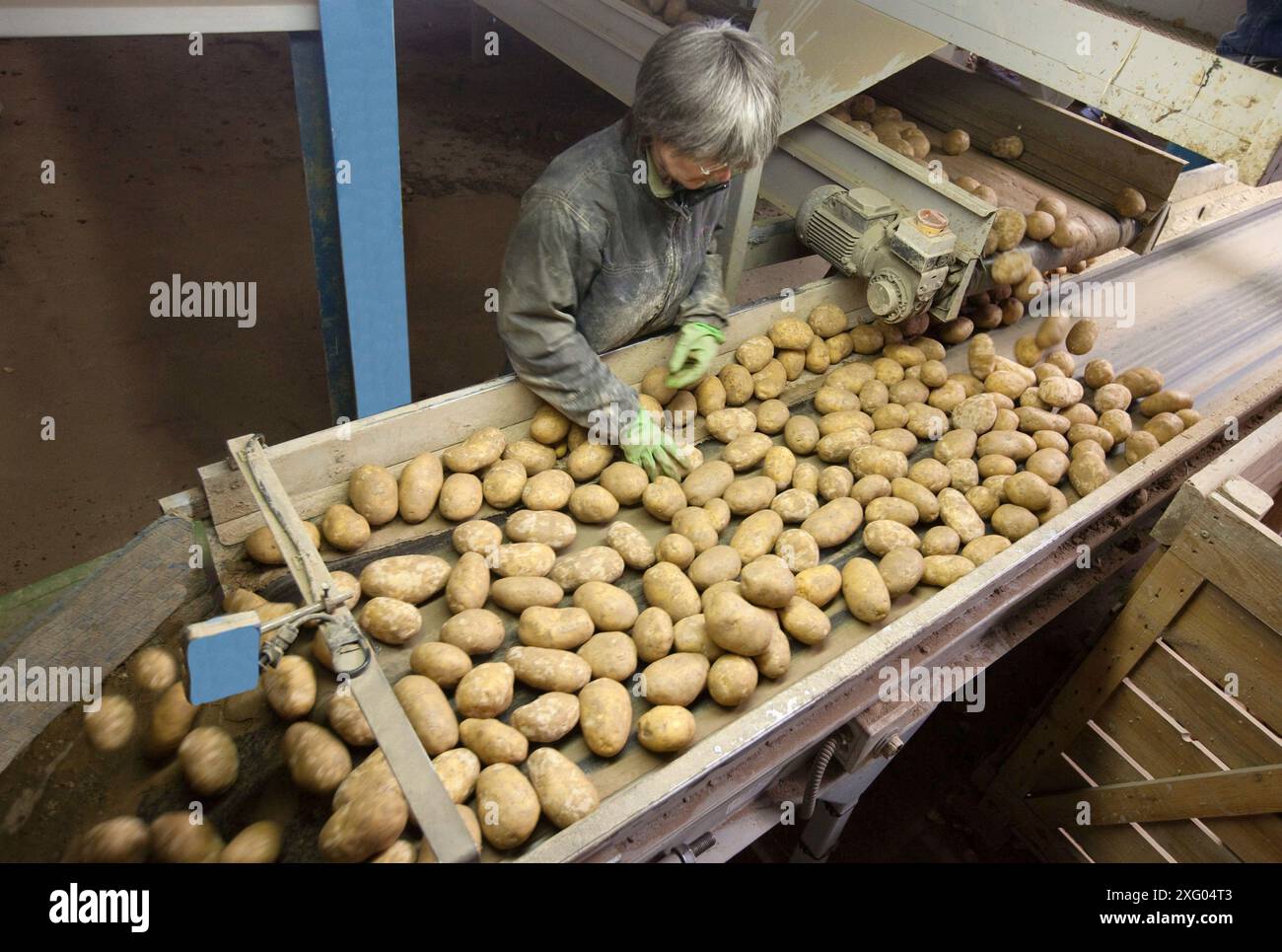 Potato harvesting, sorting, cleaning, grading and storage in temperature-controlled silos on a ...
