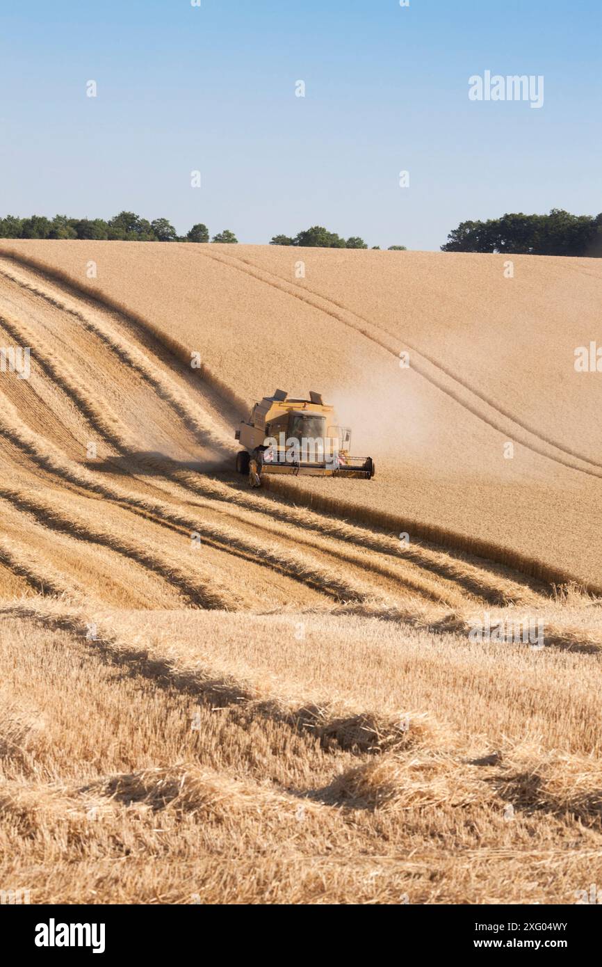 Wheat harvest in a hilly plot with straw swath, France Stock Photo - Alamy
