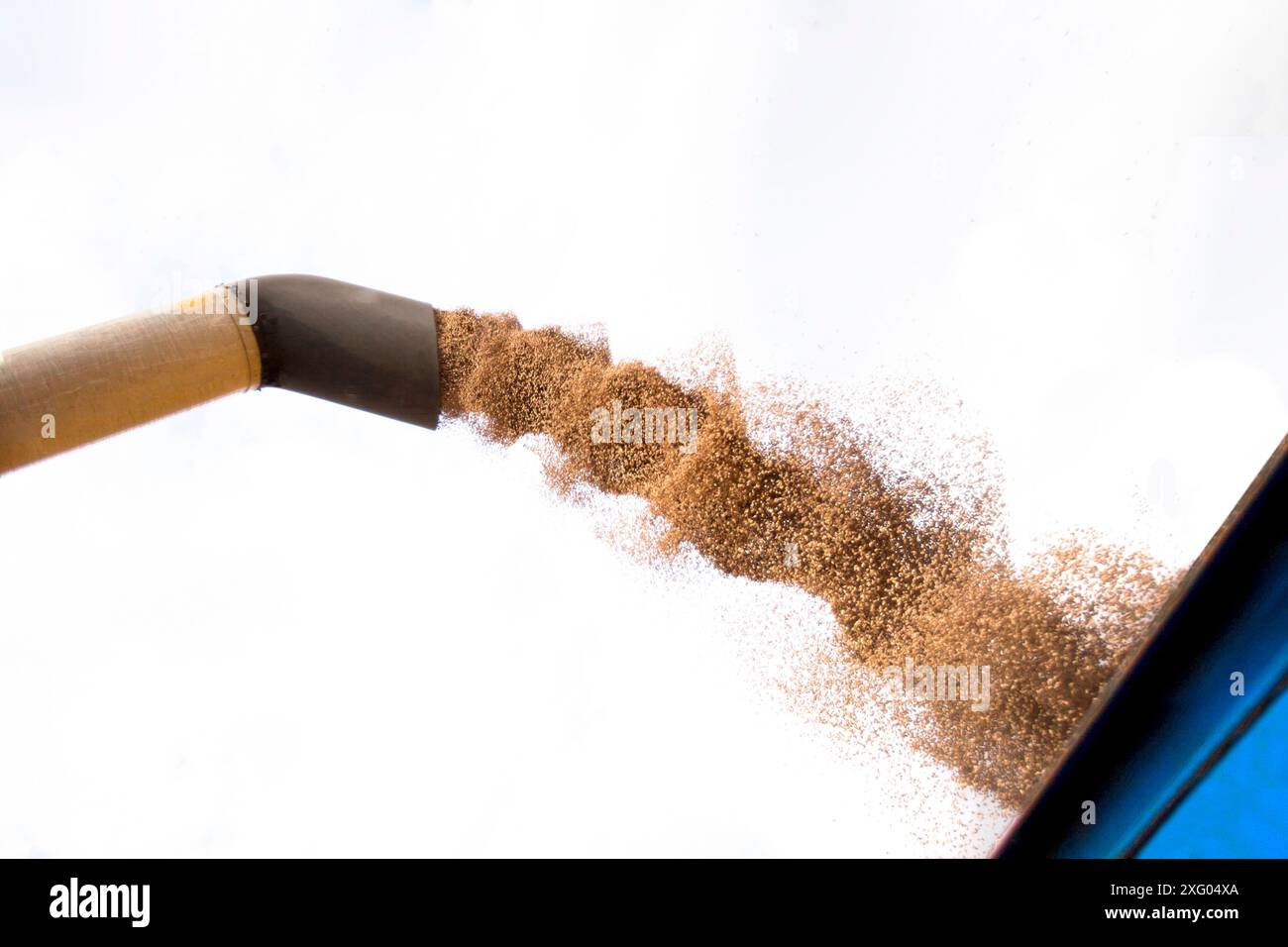 Harvester chute emptying the wheat grain hopper into a skip Stock Photo ...