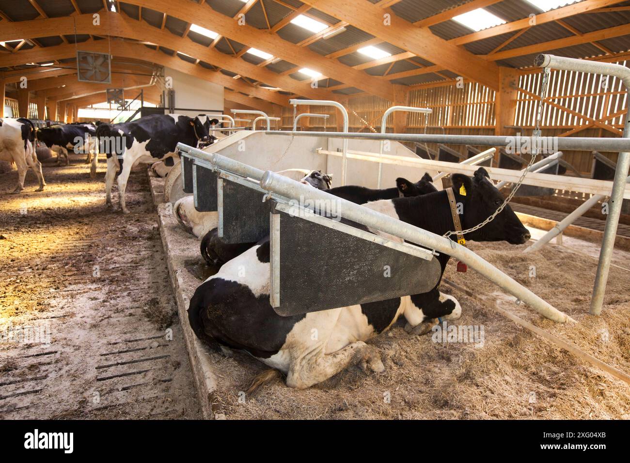 Holstein cows lying in cubicles in a glulam frame building, France Stock Photo - Alamy