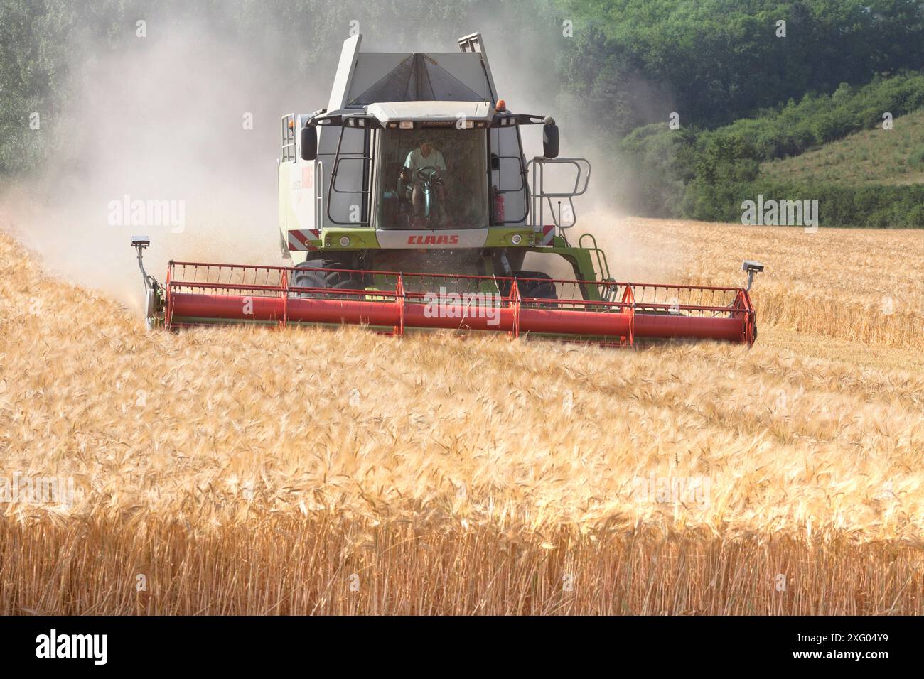 Barley harvesting with a wide claas harvester with tilt cutter, France ...