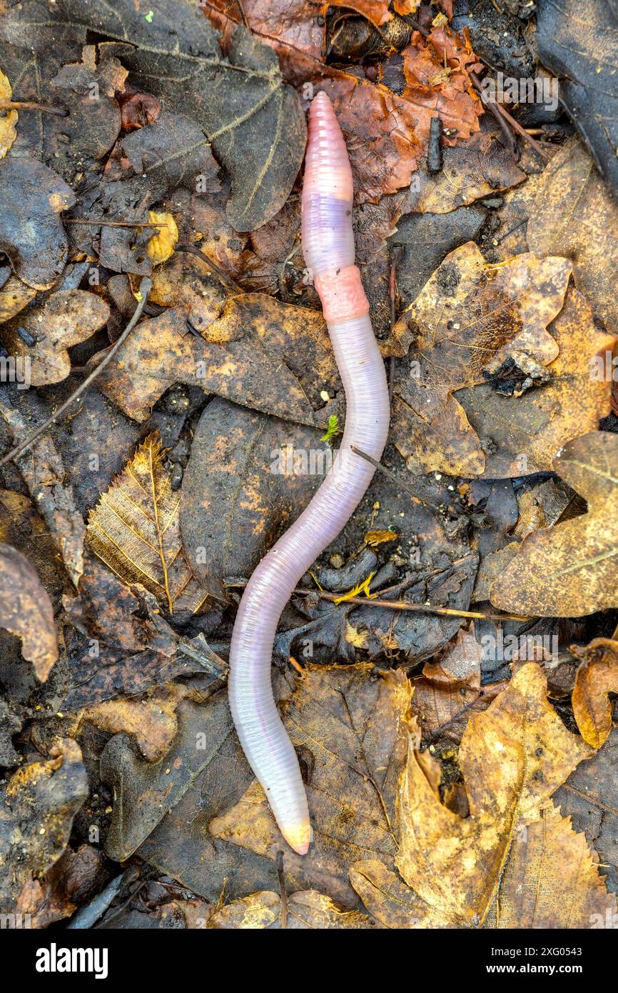 Anecium earthworm on the litter of a forest path. Anectic earthworms ...