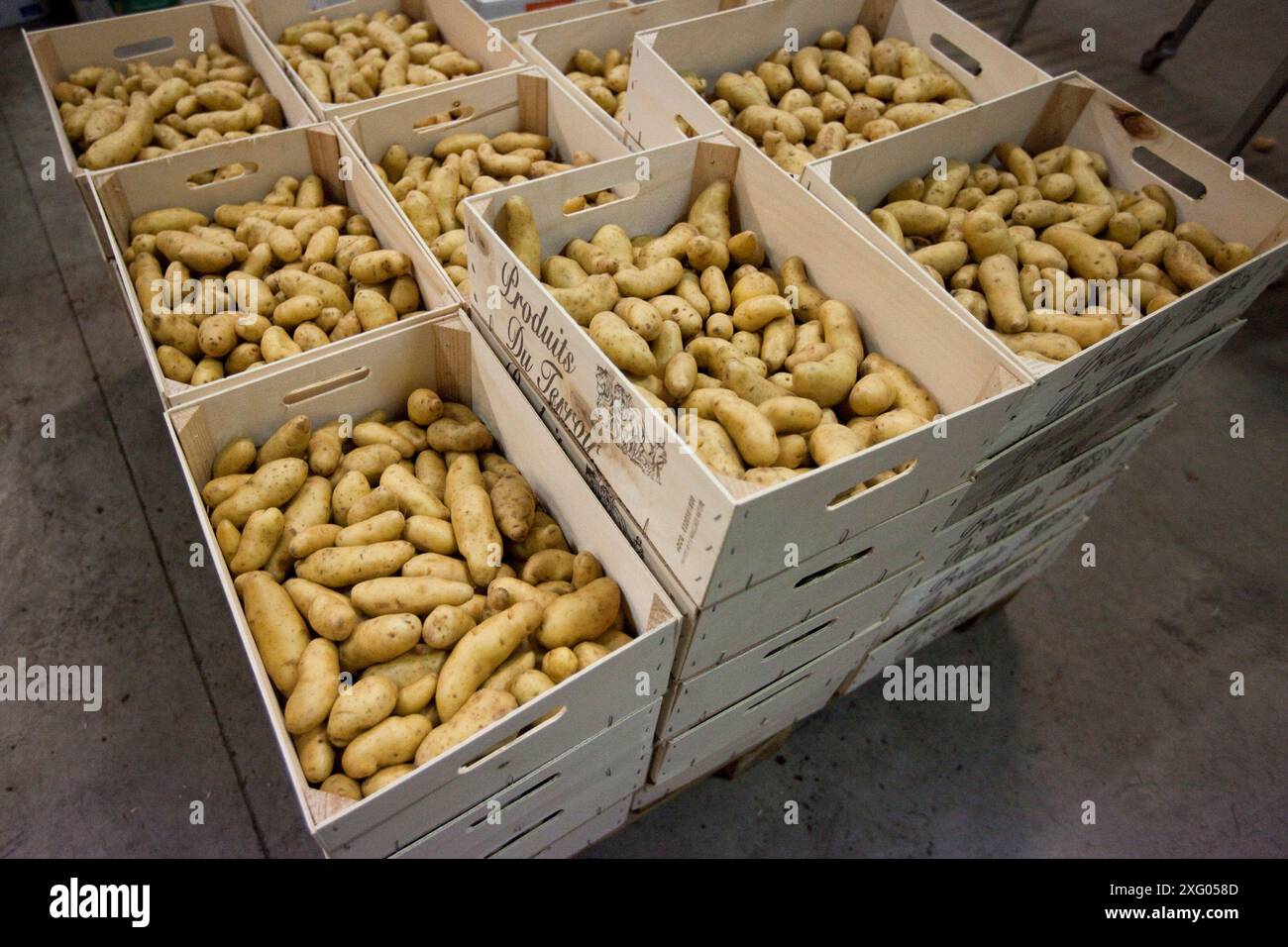 Sorting, cleaning, grading, polishing, drying, potatoes in a packaging ...