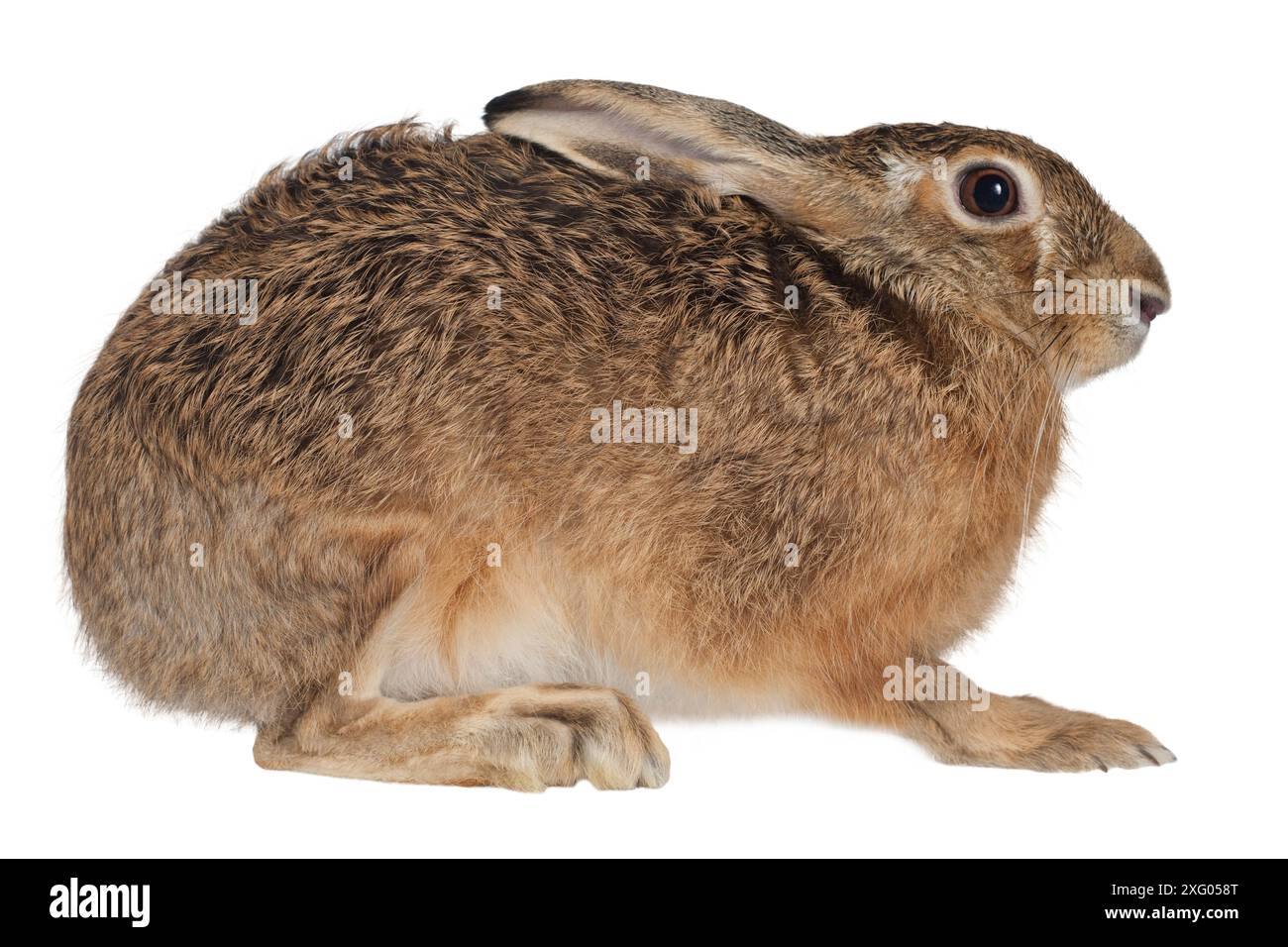 Wild hare in profile, lying, on white background Stock Photo - Alamy