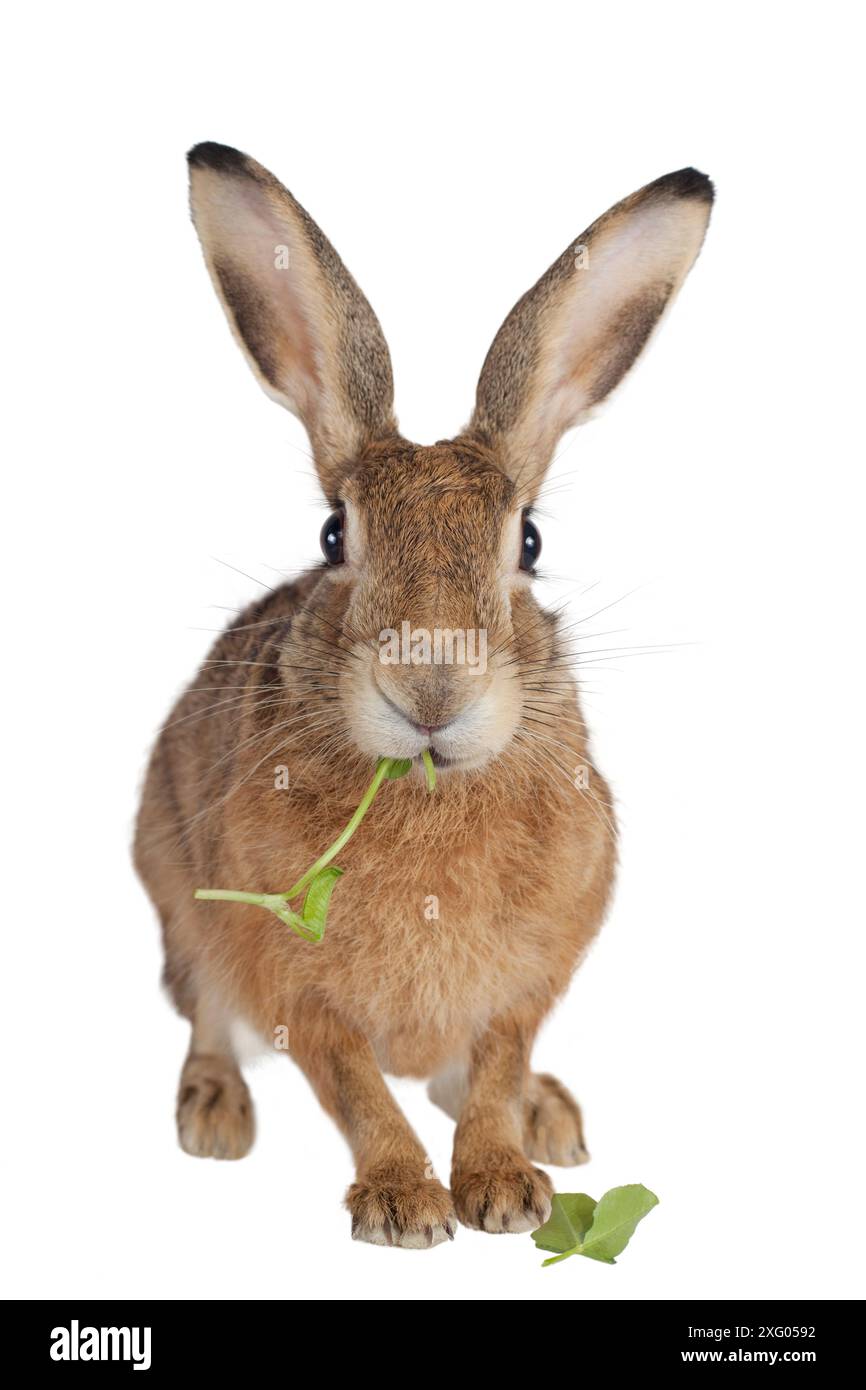 Wild hare eating a clover on a white background Stock Photo - Alamy