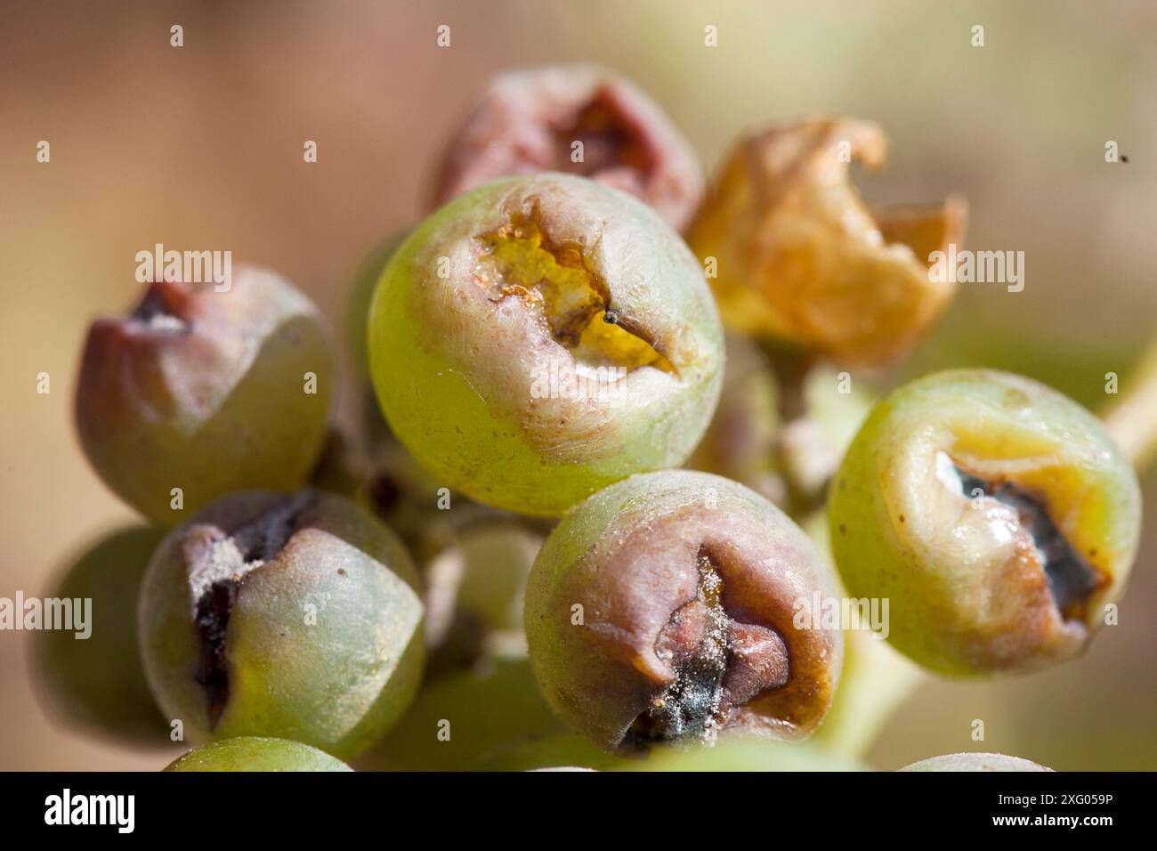 Powdery mildew damage on grapes splitting and bursting at maturity ...