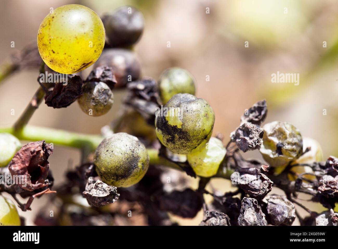 Powdery mildew damage on grapes splitting and bursting at maturity ...