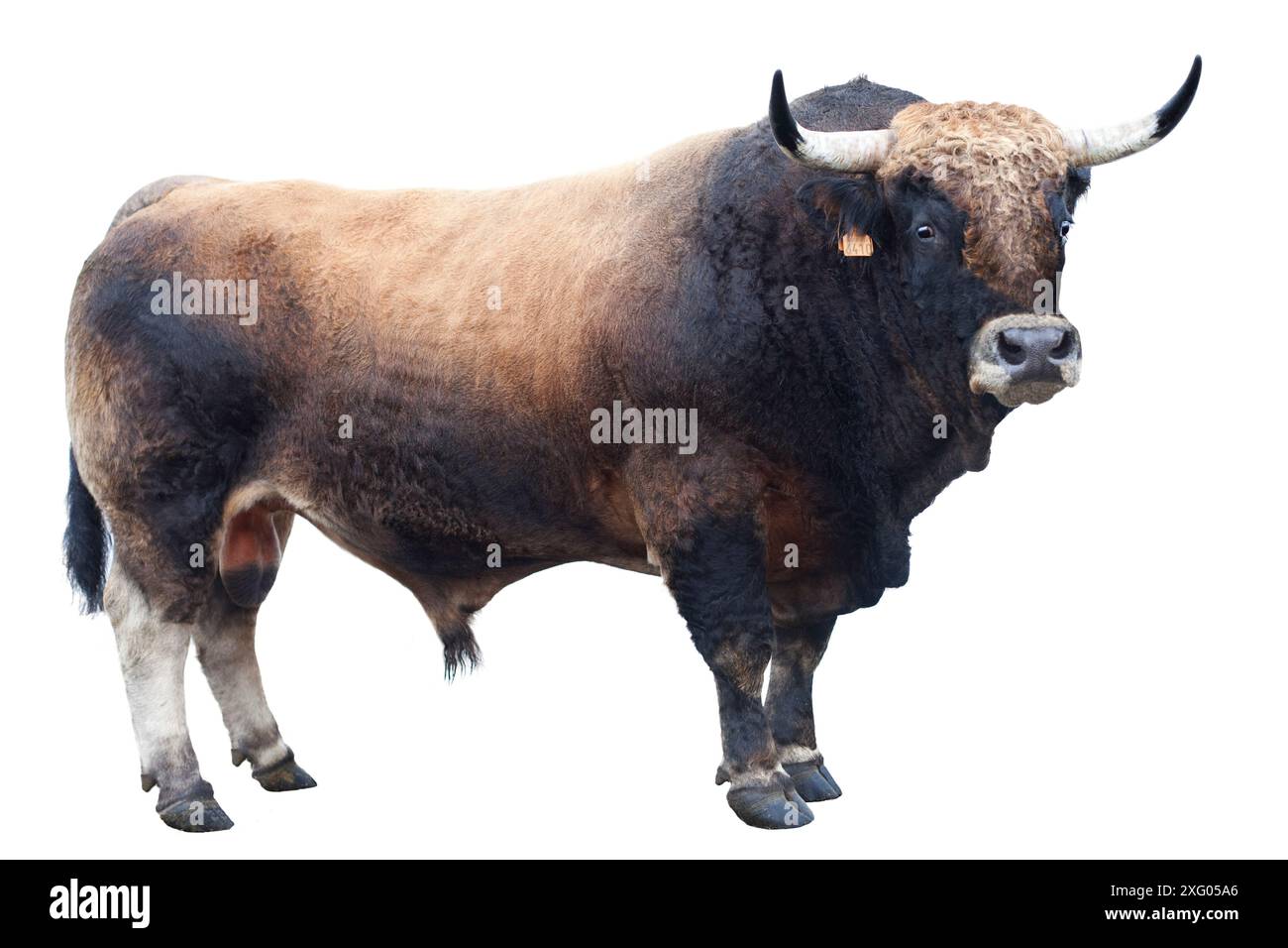 Aubrac bull on white background Stock Photo - Alamy