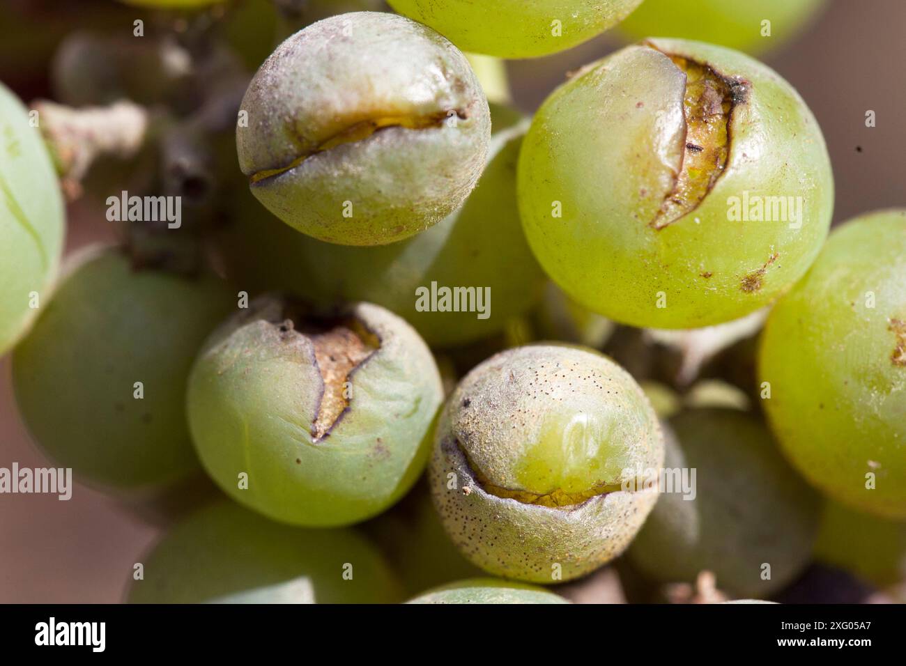 Powdery mildew damage on grapes splitting and bursting at maturity ...