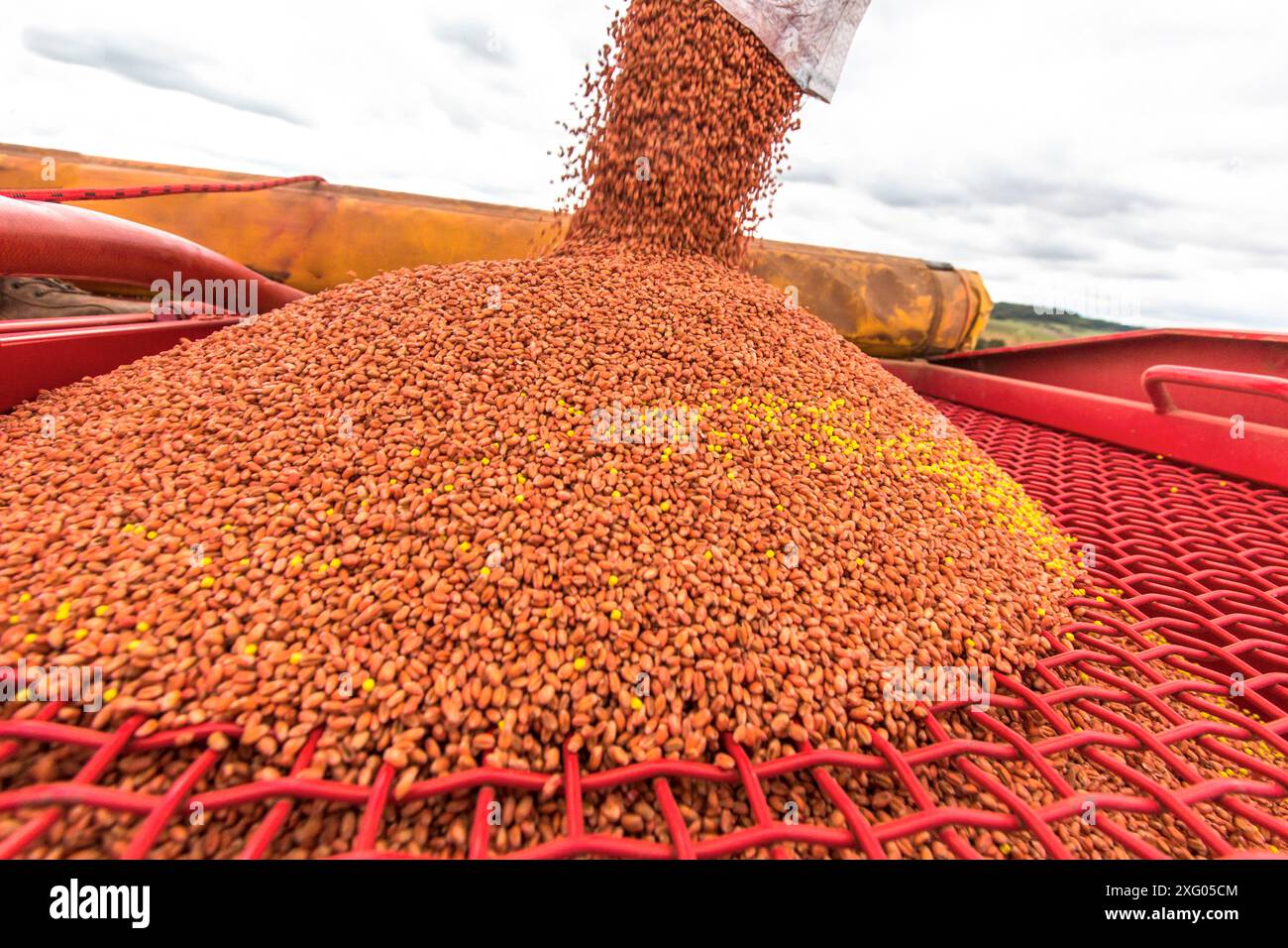Farmer filling his wide vaderstad seed drill with certified wheat seed ...