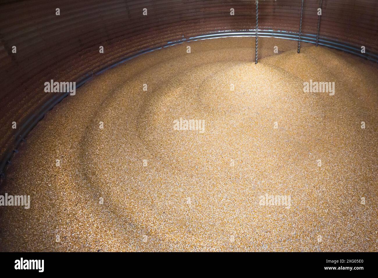 Corn grain drying plant in galvanized silos with mixing screws ...