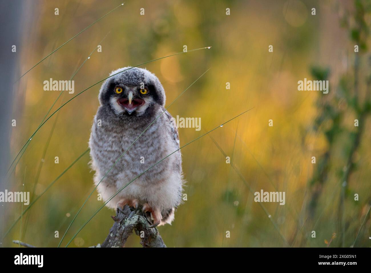 Northern Hawk-Owl (Surnia ulula) - a fledgling chick, not yet flying ...