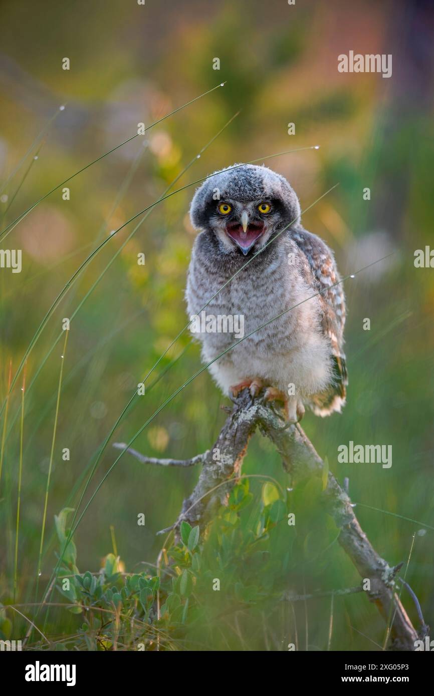 Northern Hawk-Owl (Surnia ulula) - a fledgling chick, not yet flying ...