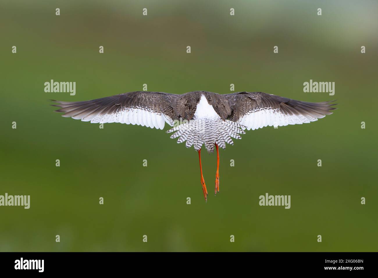 Common Redshank (Tringa totanus) in flight, Vendee, France Stock Photo ...