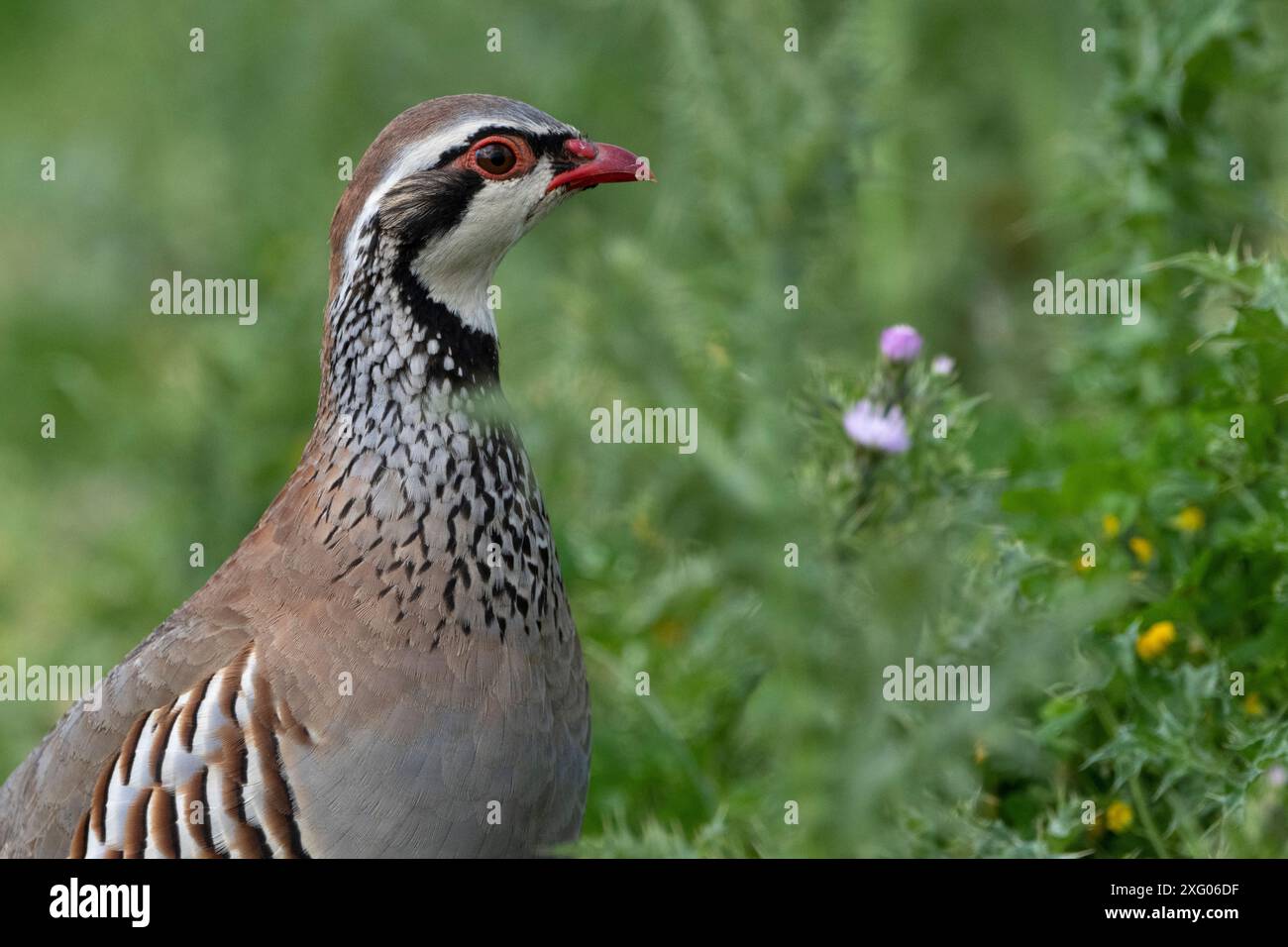 Red-legged partridge (Alectoris rufa) on the ground, Vendee, France ...