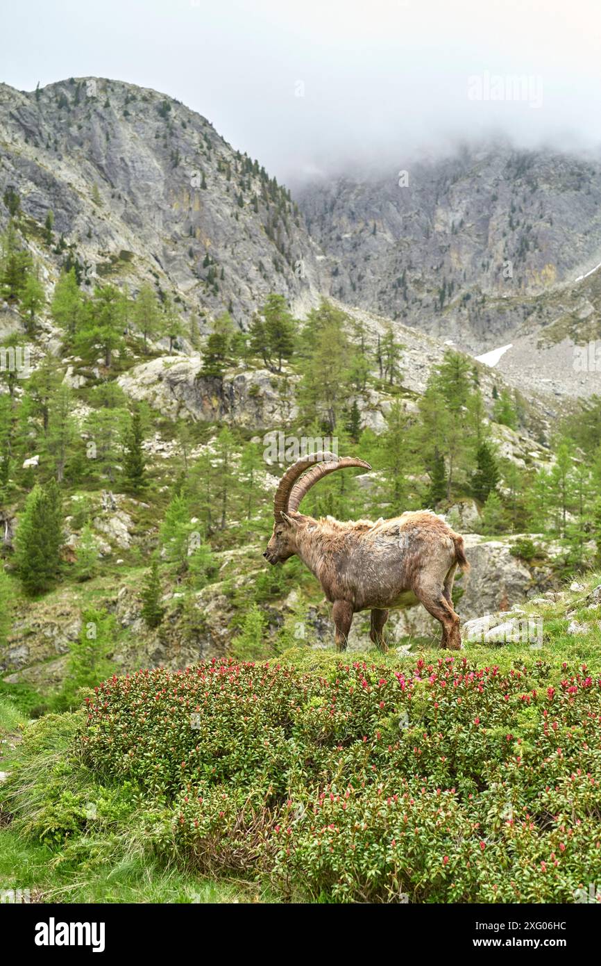 Alpine Ibex (Capra ibex), Mercantour National Park, France Stock Photo ...