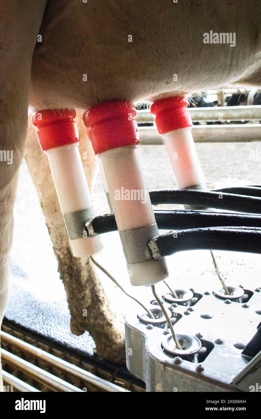 Automatic milking robot, automatic placement of liners or teat cups on the teats of a cow being ...