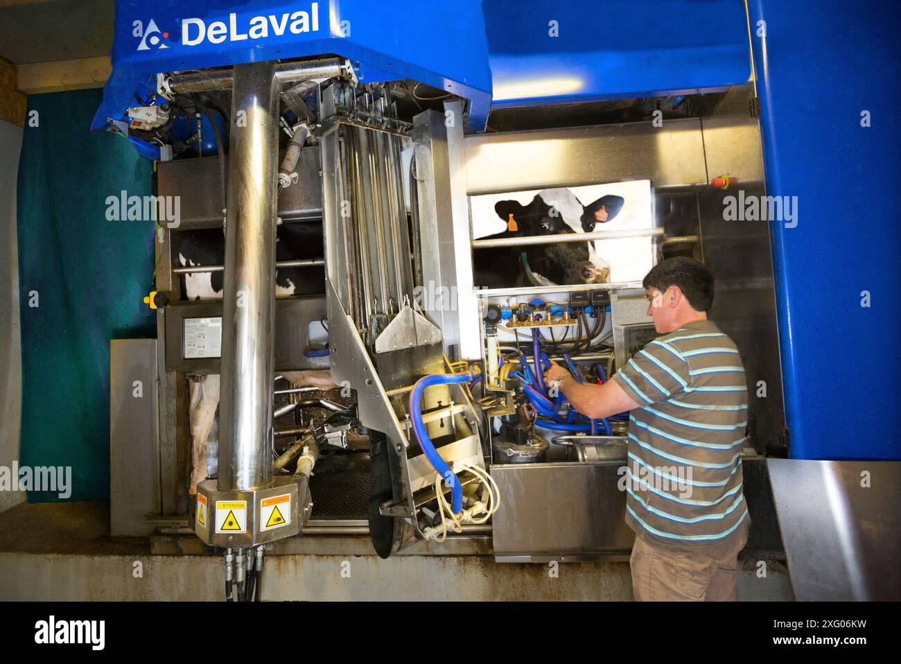 Automatic milking robot, Farmer monitoring his Alpha Laval milking ...
