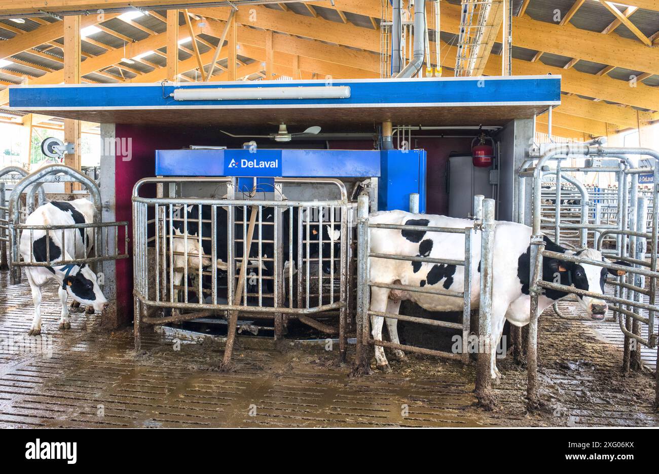 Automatic milking robot, in a modern, light and airy barn, on slatted floors, Holstein dairy ...