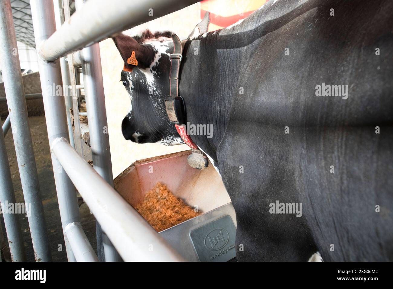 Automatic milking robot, cow being milked in a Lely milking robot with ...