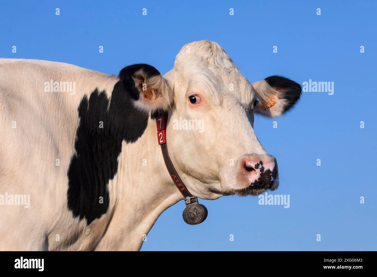 Portrait of a Holstein dairy cow with a Lely collar, milking robot for ...