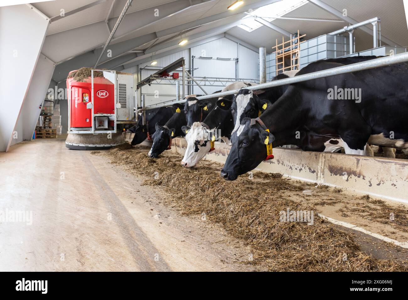 Bright, modern Holstein dairy farm, Sweden. Cows can rest on rubber ...