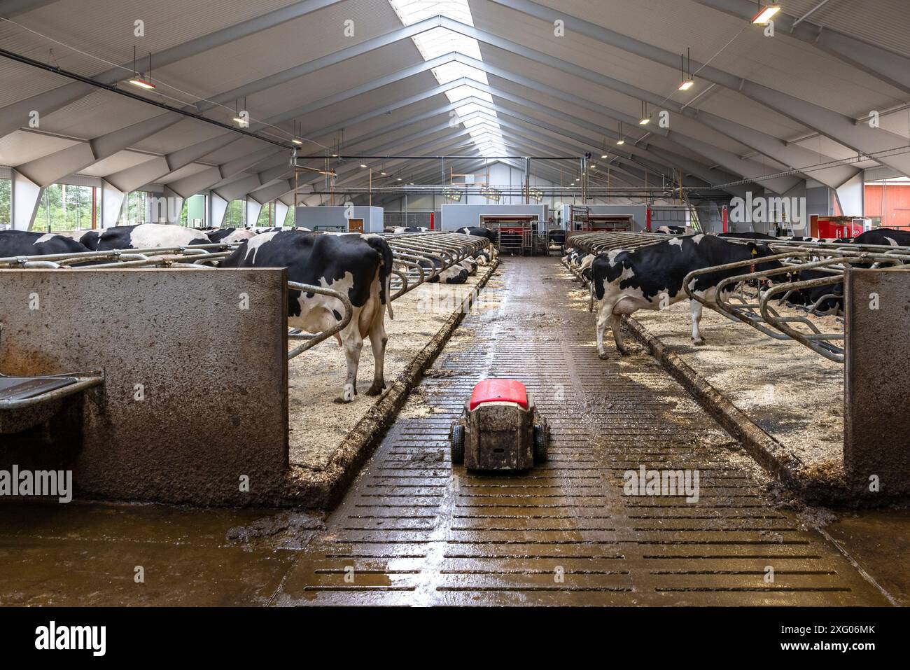 Bright, modern Holstein dairy farm, Sweden. Cows can rest on rubber ...