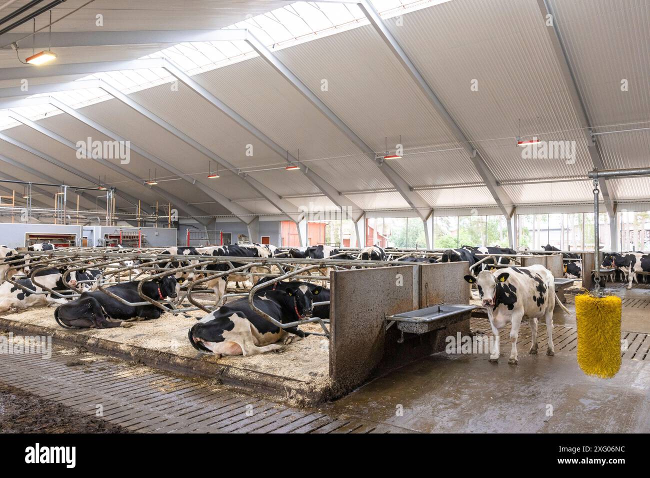 Bright, modern Holstein dairy farm, Sweden. Cows can rest on rubber ...