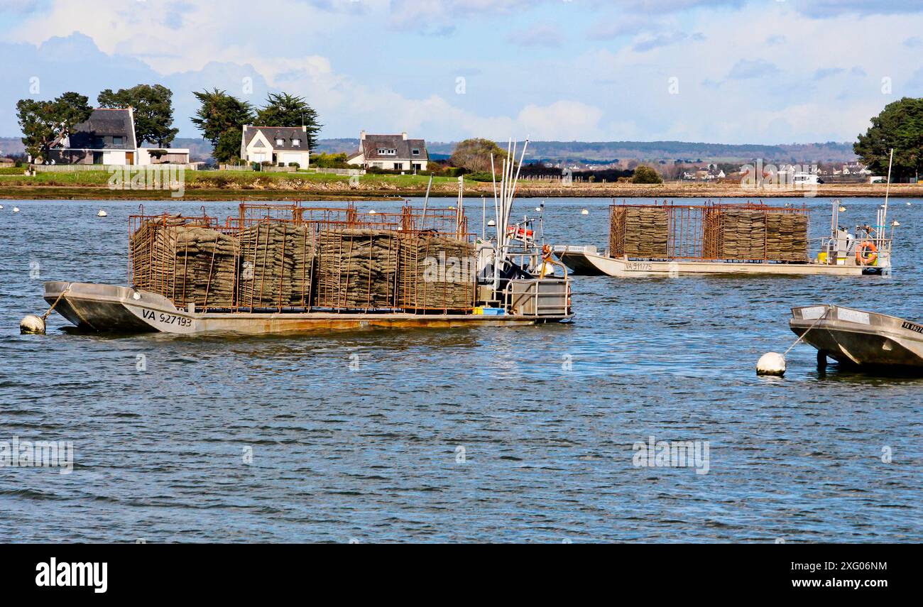 Flat-bottomed boats or barges for harvesting and transporting oyster ...