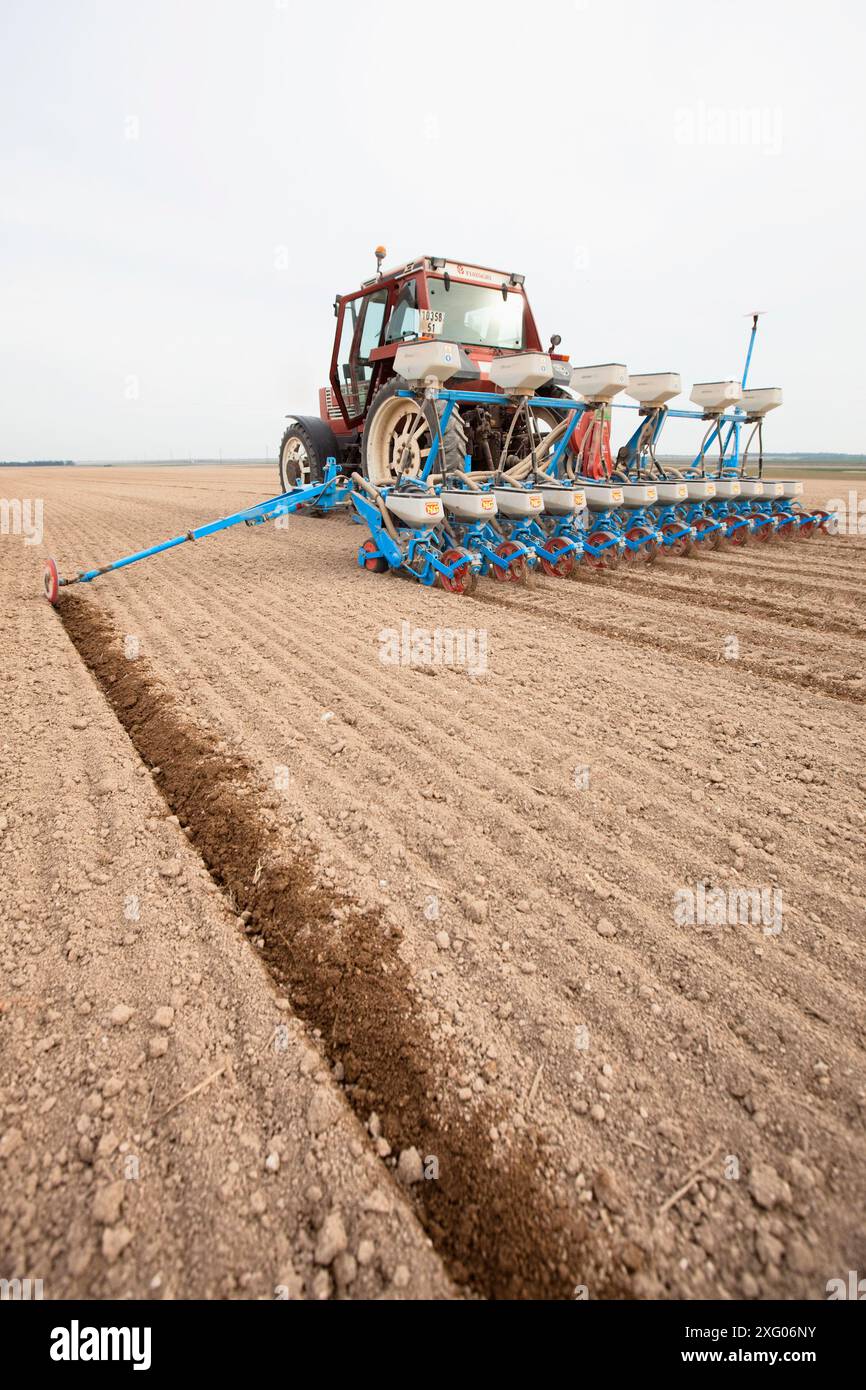 Sowing beet with a 12-row precision drill on loamy soil, Marne, France ...