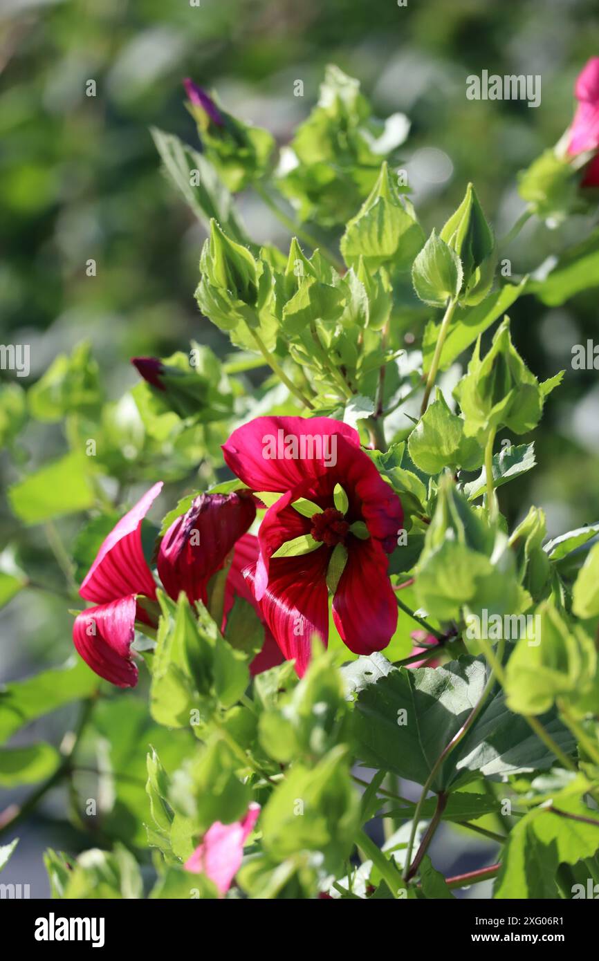 beautiful Mallow-wort with characteristic Flower Stock Photo - Alamy
