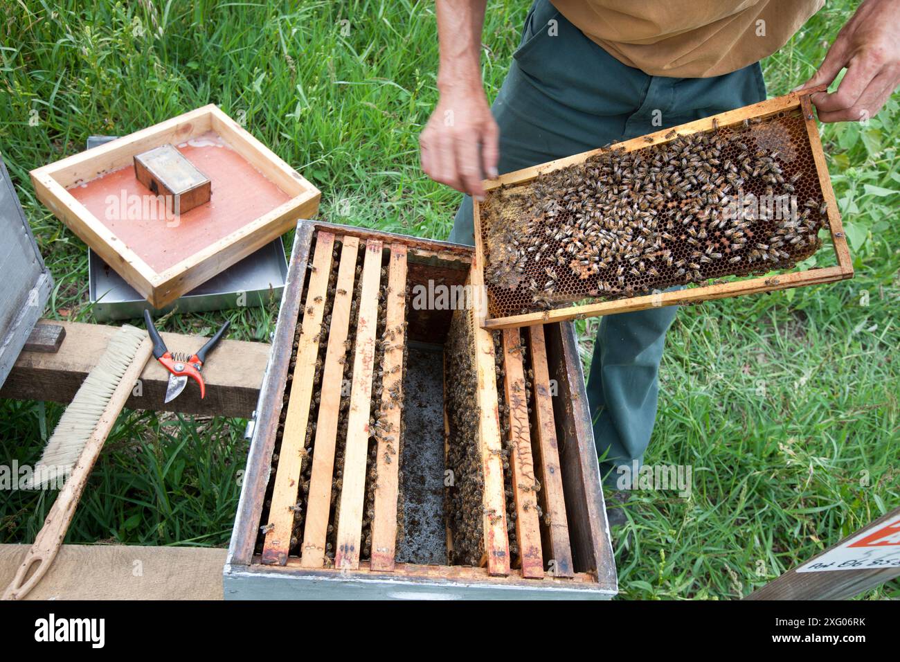 Beekeeper checking his hives in a field of sunflowers, France Stock ...