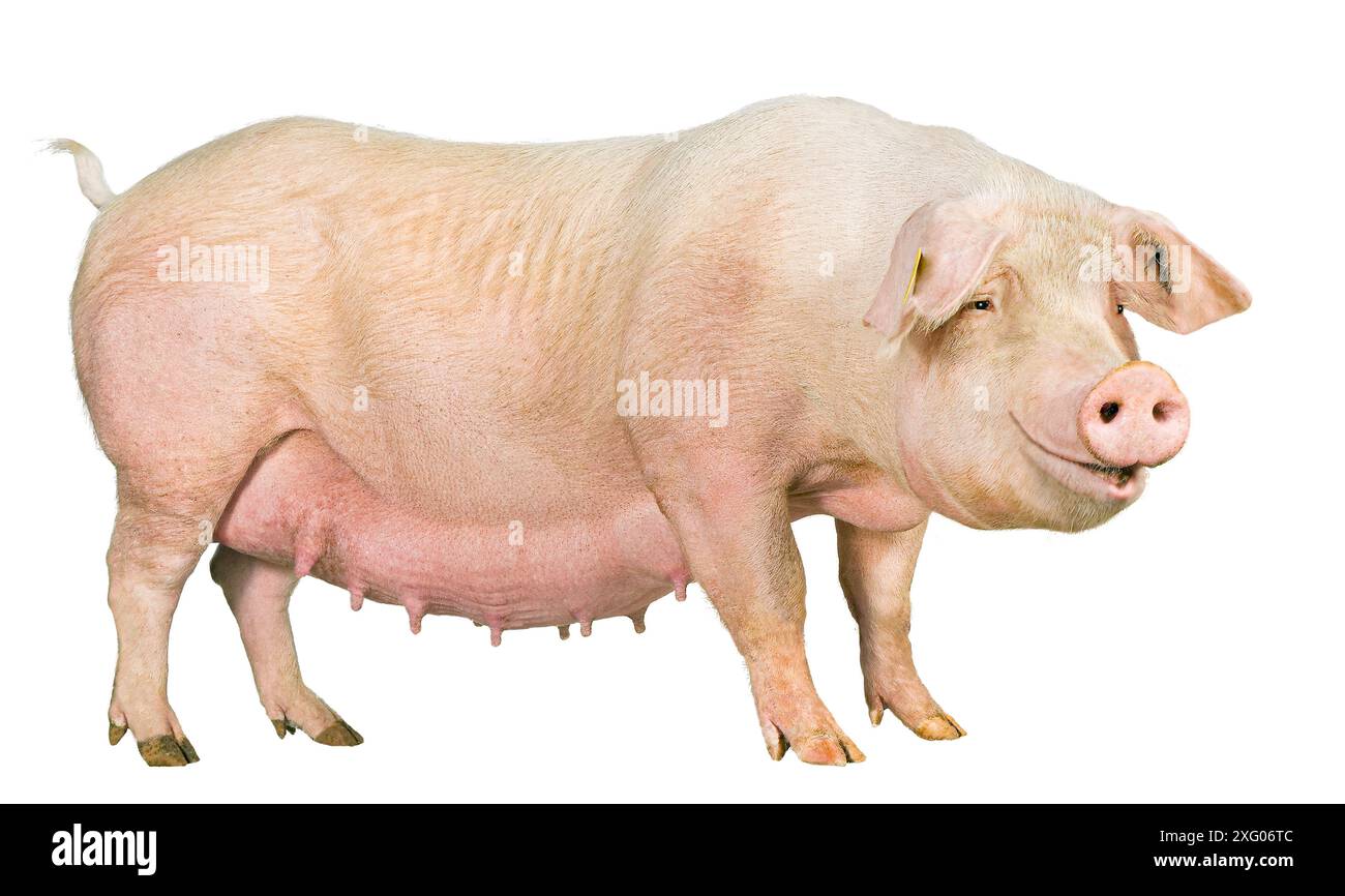 Landrace crossbred sow on white background Stock Photo - Alamy