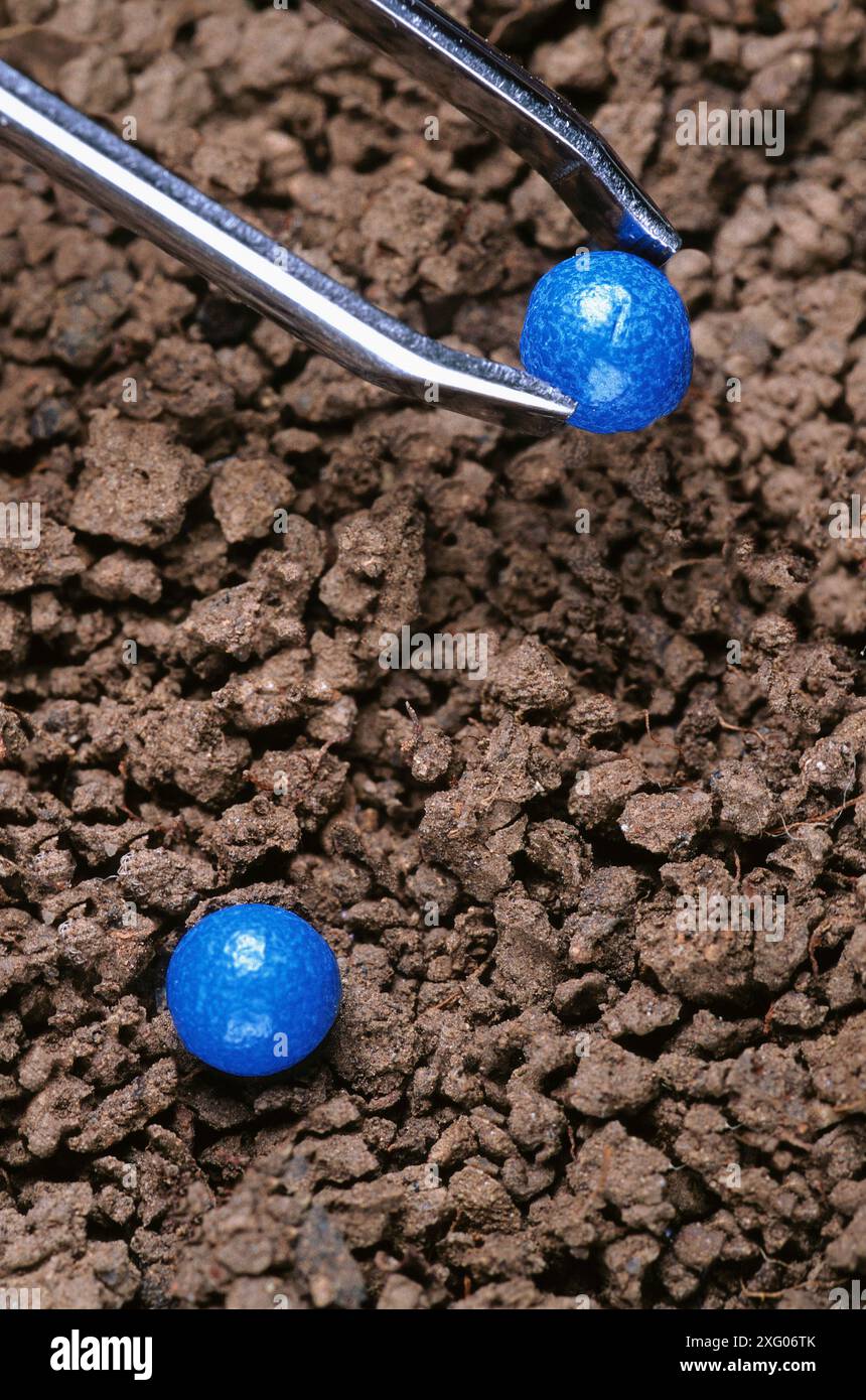 Sugar beet seeds, coated with chemical insecticide protection, risk for ...