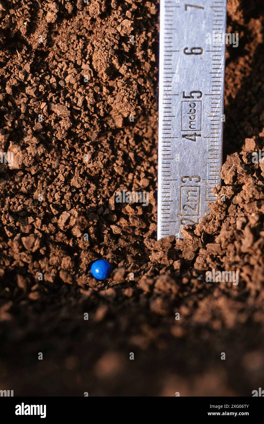 Sowing sugar beet. Control of sowing depth Stock Photo - Alamy