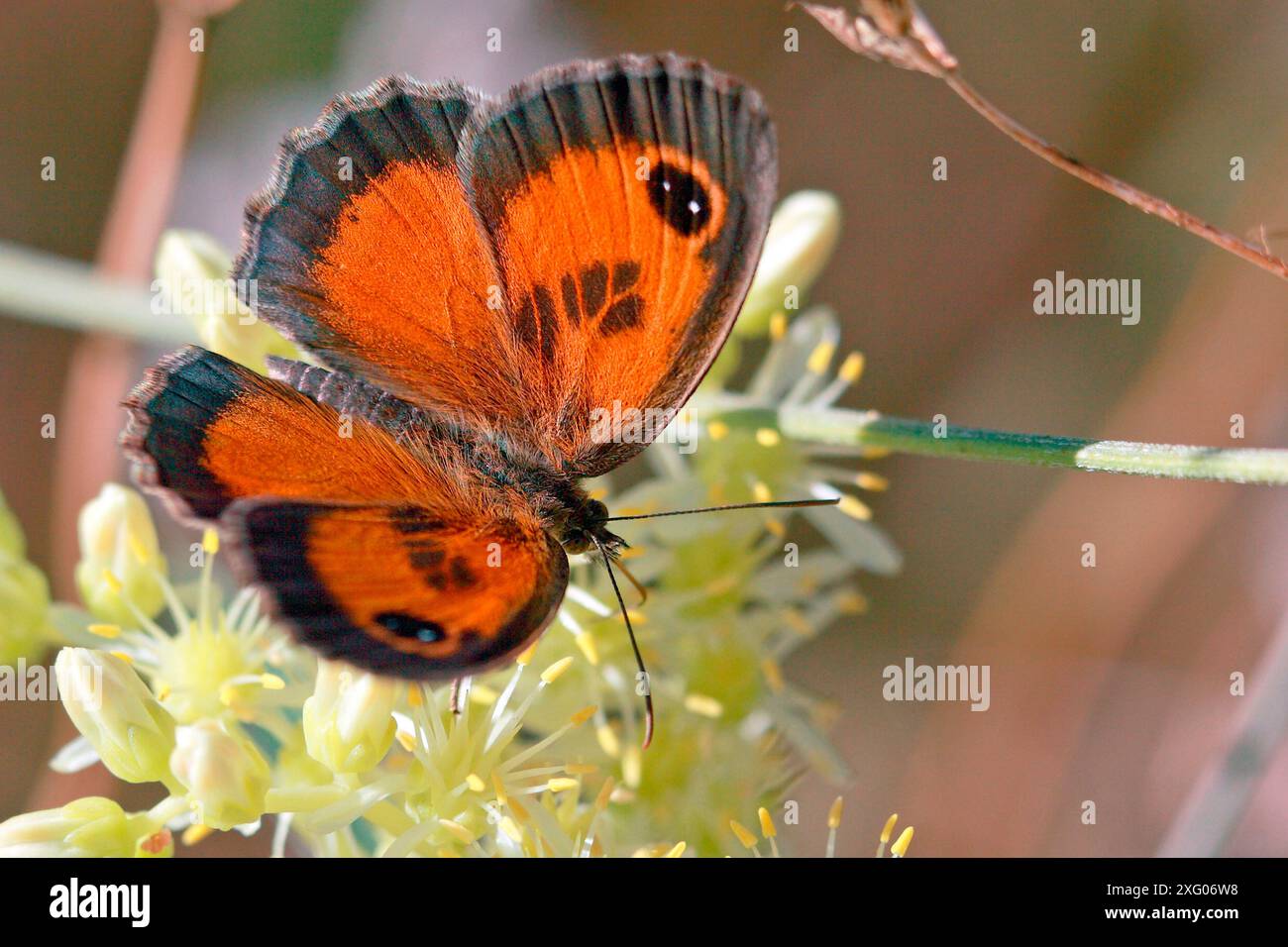 Southern gatekeeper (Pyronia cecilia) male on Pale Stonecrop (Sedum ...