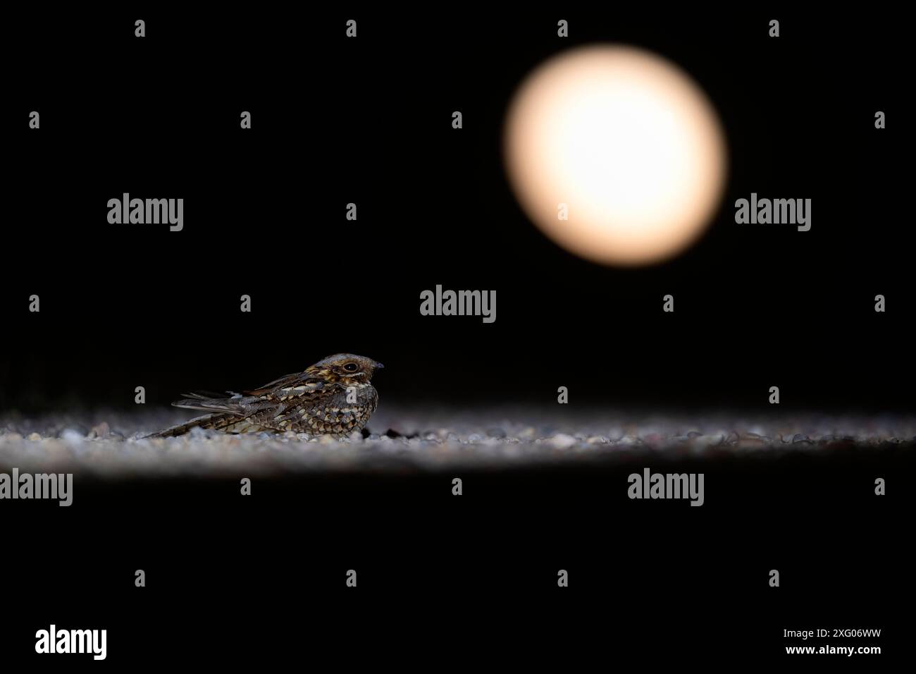 Red-necked nightjar (Caprimulgus ruficollis) at night during the full ...