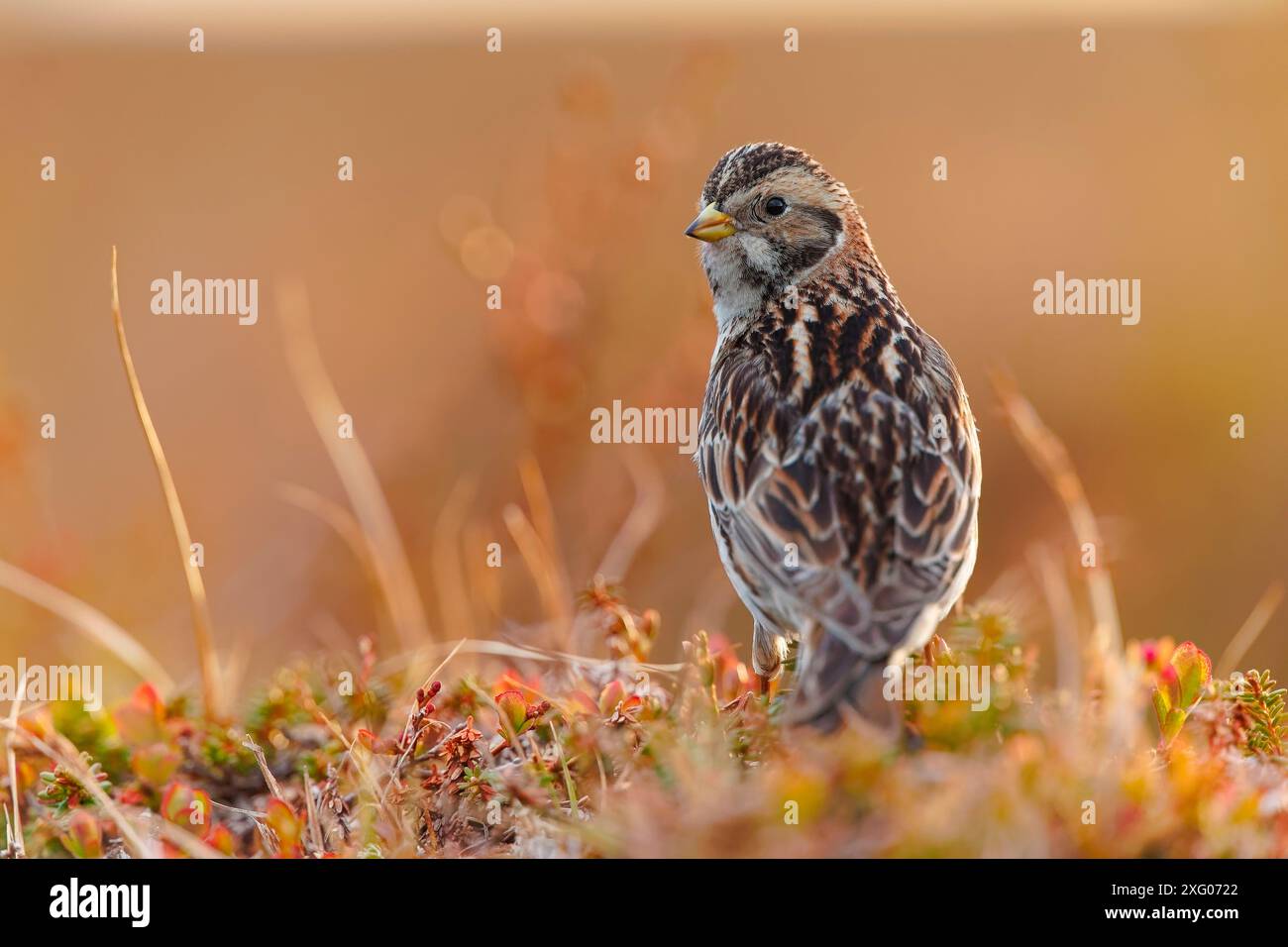 Female Lapland Longspur (Calcarius lapponicus) on the Varanger tundra ...