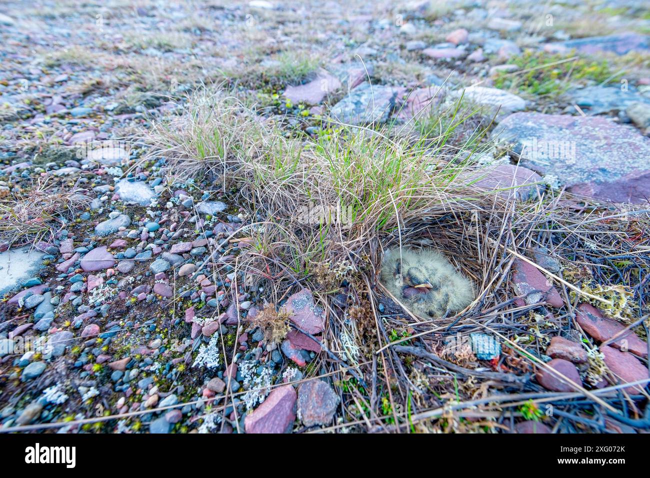 Horned Lark (Eremophila alpestris) nest with chicks a few hours old ...