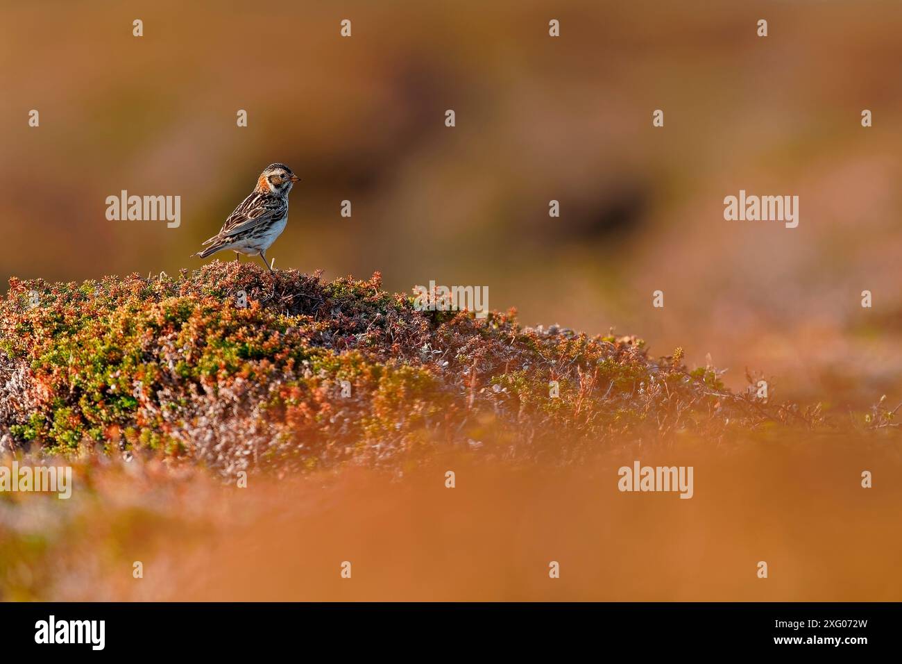 Female Lapland Longspur (Calcarius lapponicus) on the Varanger tundra ...